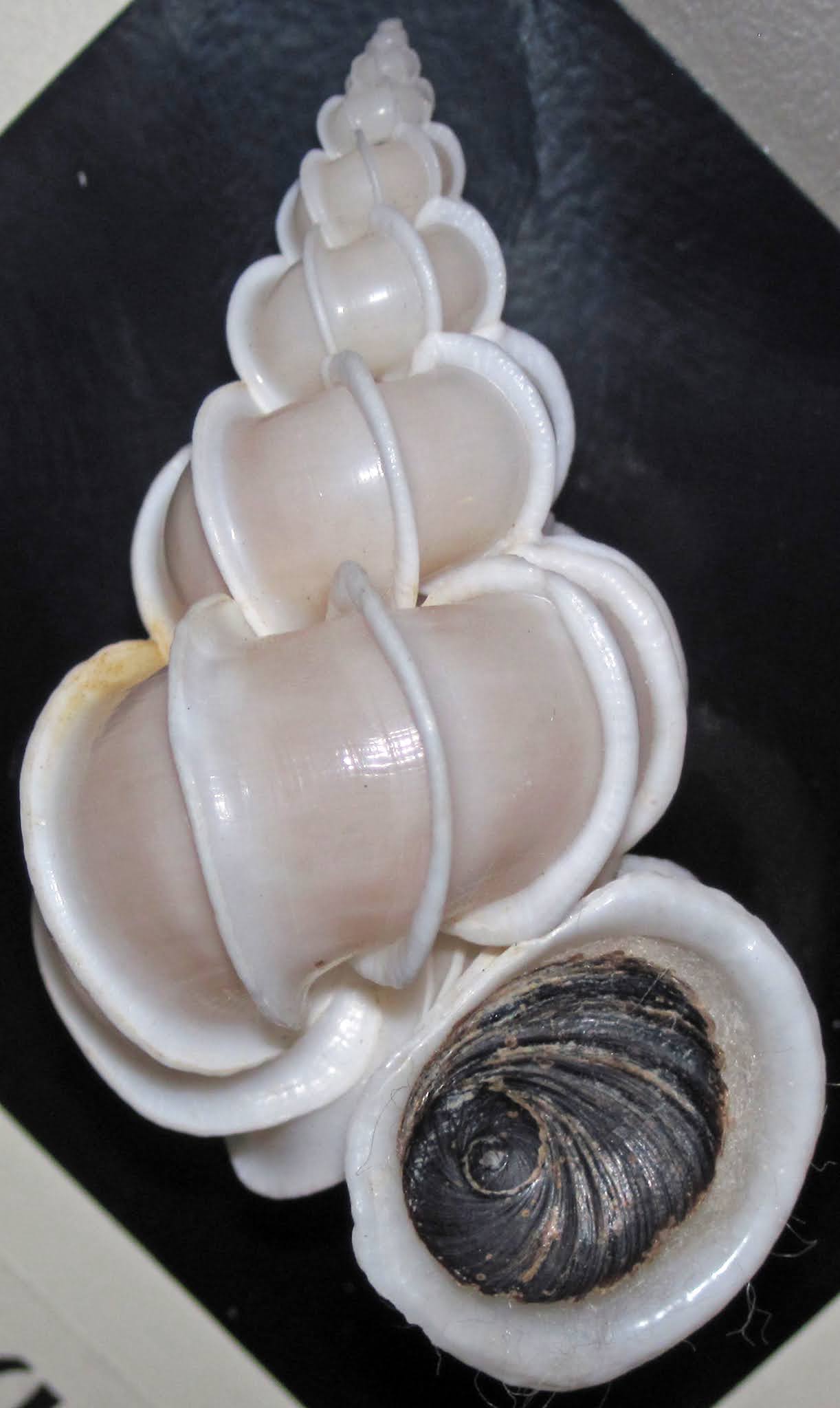 Variety of Life: Epitoniidae