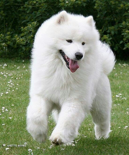 Beautiful Wight dogs