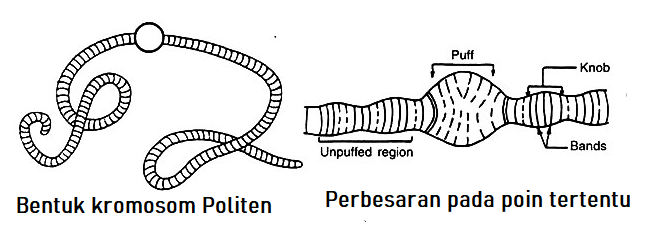 Catatan prestasi Guru Biologi: KROMOSOM RAKSASA