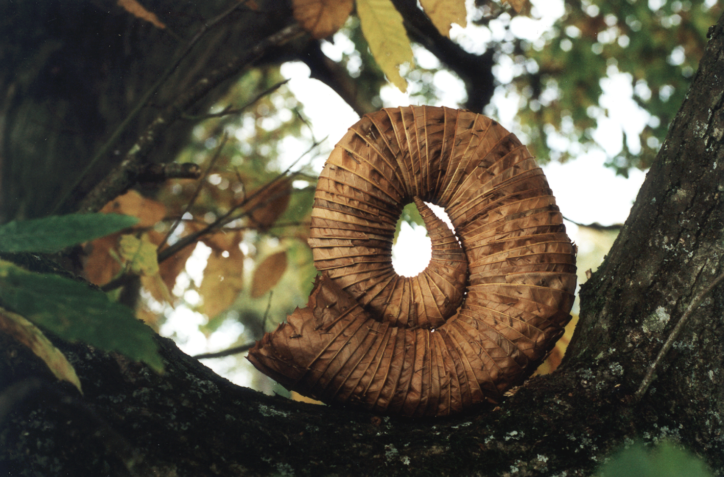artaboo: Andy Goldsworthy "Rivers and tides"