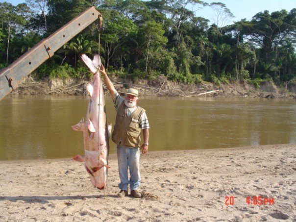 ANGLINGFRONTIERS.COM: FISH SPECIES OF THE BOLIVIAN AMAZON