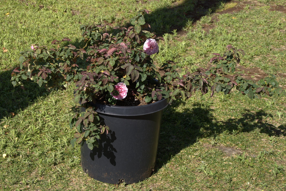 Organic Garden Dreams: Planting a New Rose...