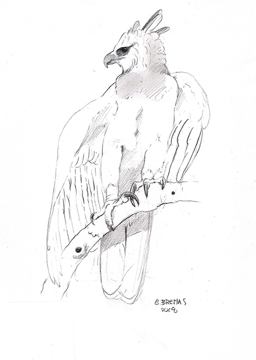 Eduardo Brettas - Bird Illustrator: Gavião-real, Harpy Eagle