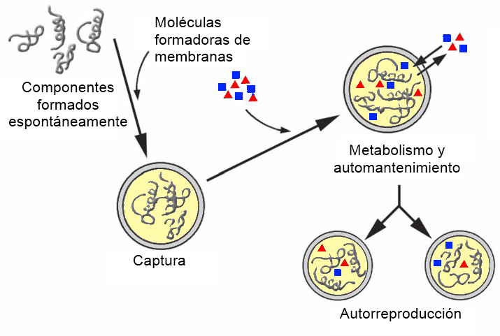 B.log.ia 2.0: Evolución prebiótica y origen de la vida II: de las ...