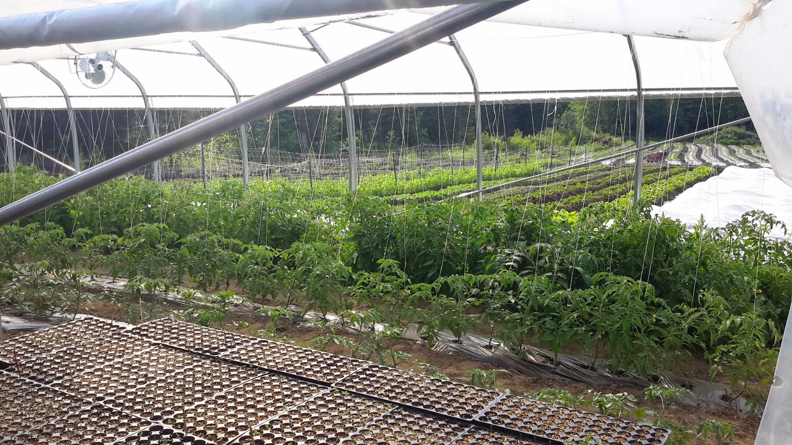 Ferme maraîchère production santé: Production en serre