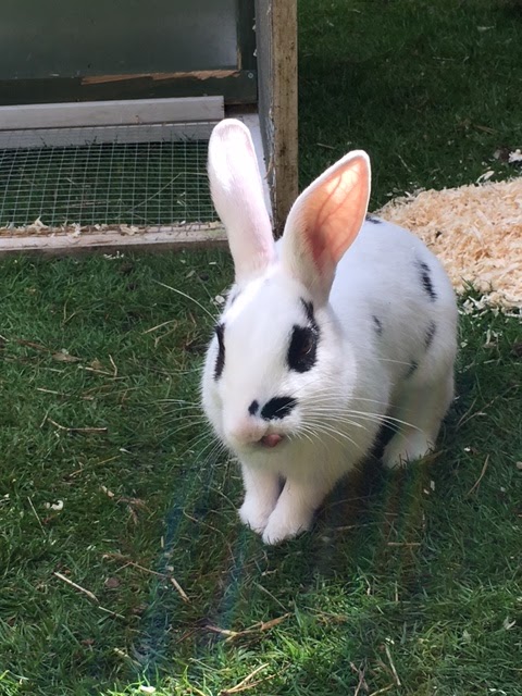Holdsworth House A Tale Of Two Naughty Rabbits