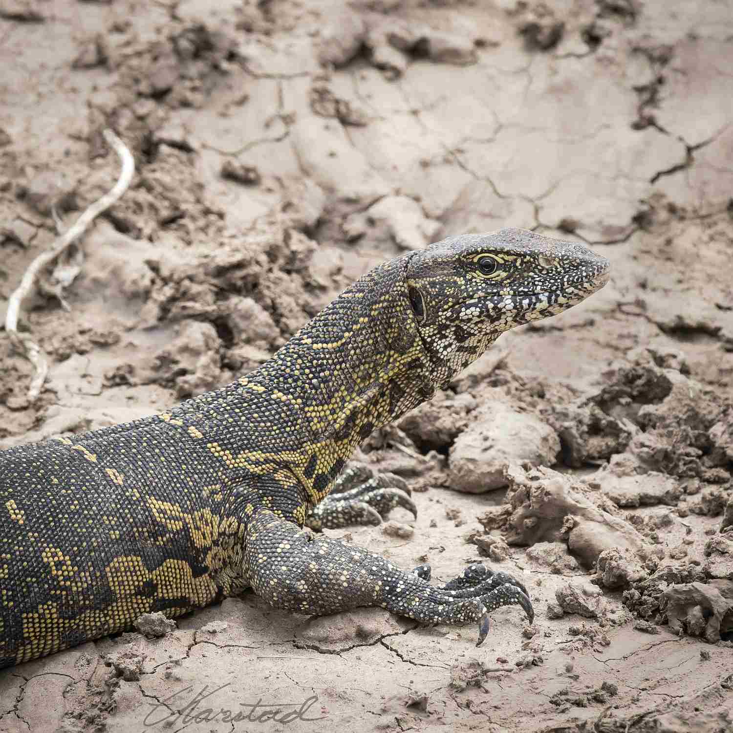 Elsen Karstad's 'Pic-A-Day Kenya': Monitor Lizard, Kenya
