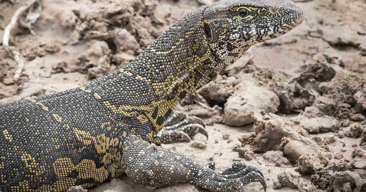 Elsen Karstad's 'Pic-A-Day Kenya': Monitor Lizard, Kenya