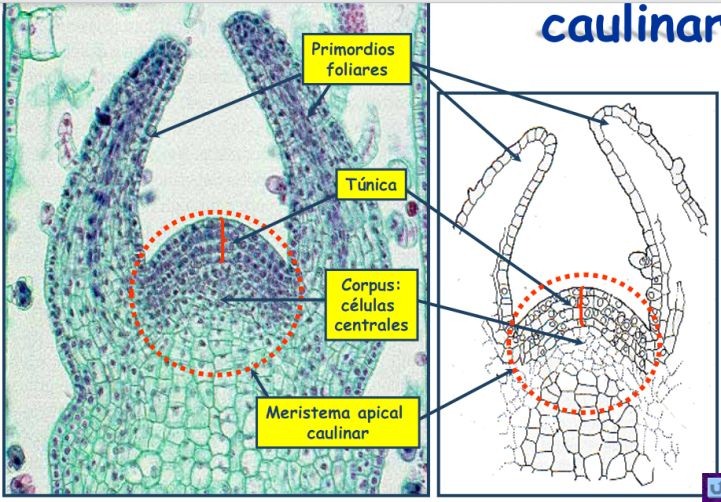 CALENTAMIENTO GLOBAL: ORGANIZACIÓN ESTRUCTURAL Y FUNCIONAL DE LOS ...