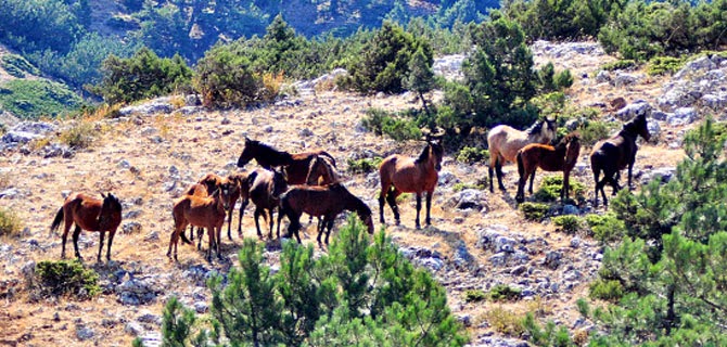 Arkeoloji Dia: Manisa / Spil Dağı Milli Parkı ve Yılkı Atları ( Spil ...
