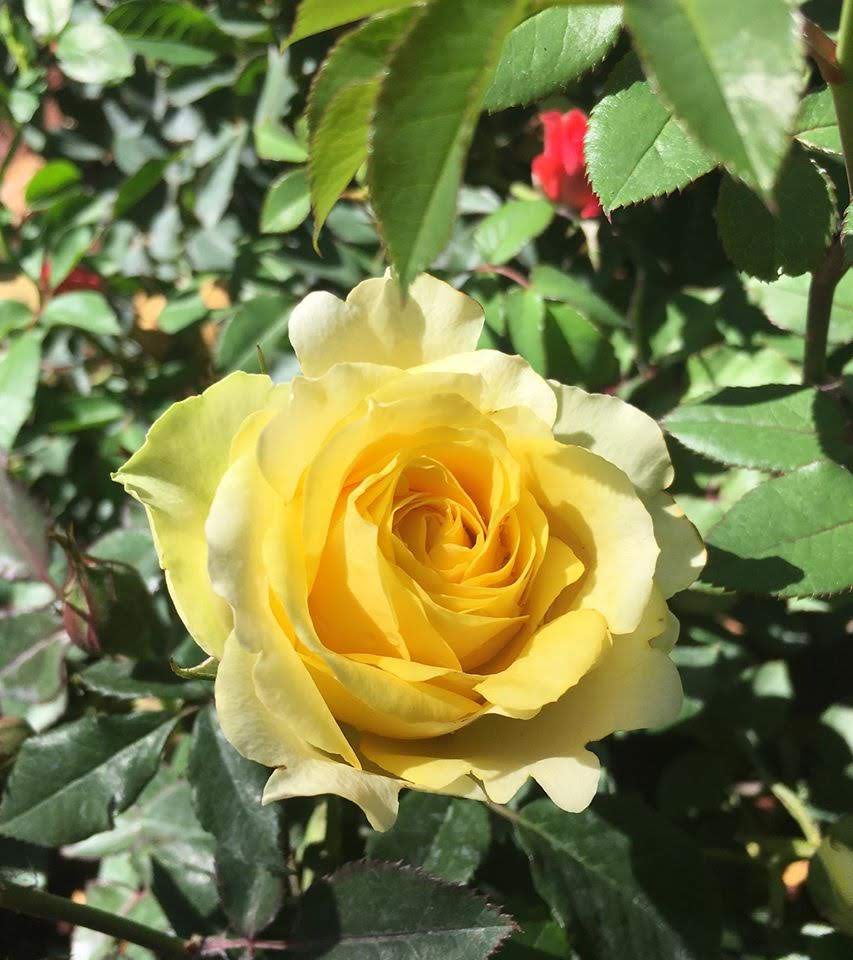 Black rose and many other fragrant budded rose plants