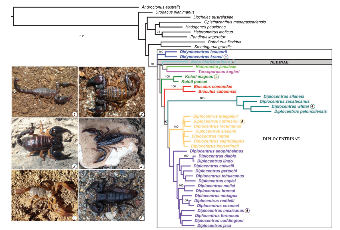 The Scorpion Files Newsblog: On the phylogeny of diplocentrid scorpions