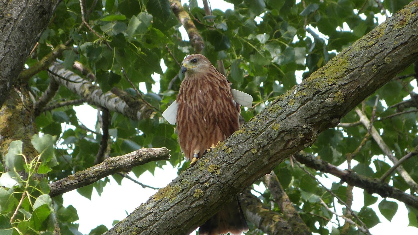 Rotmilan Freunde Lippe: Beller Rotmilane Teil I