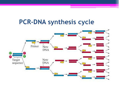 Microbiology Education: Covid-19 RT-PCR Test