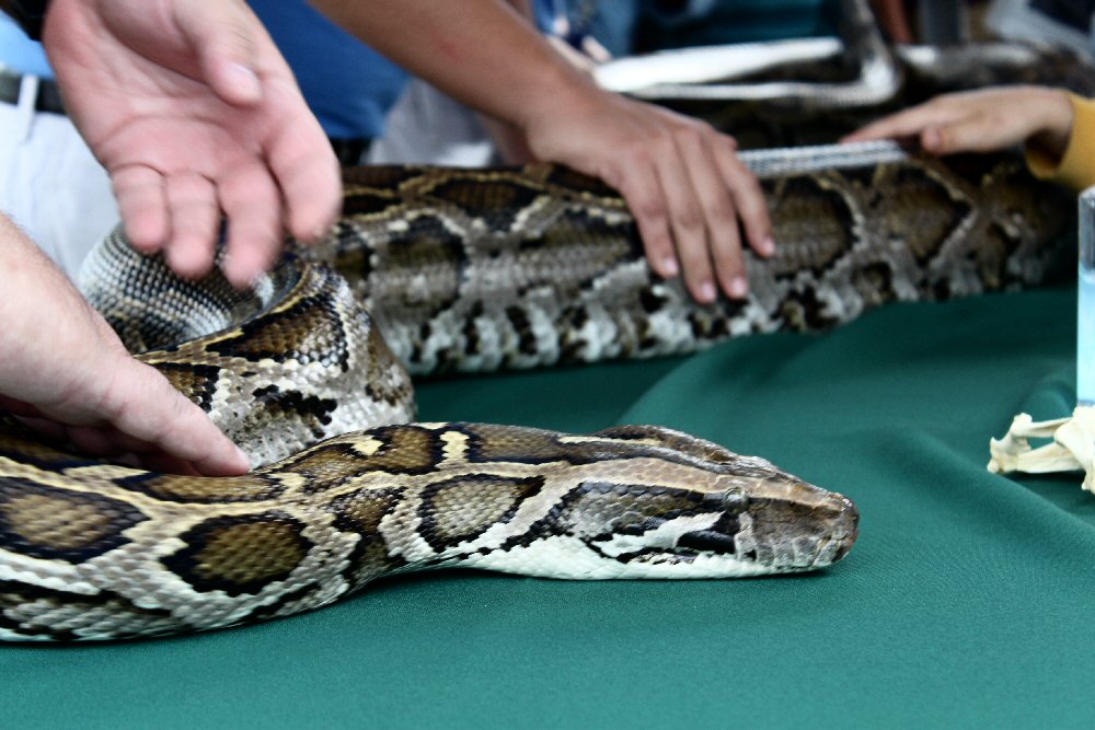 Florida's Python Challenge