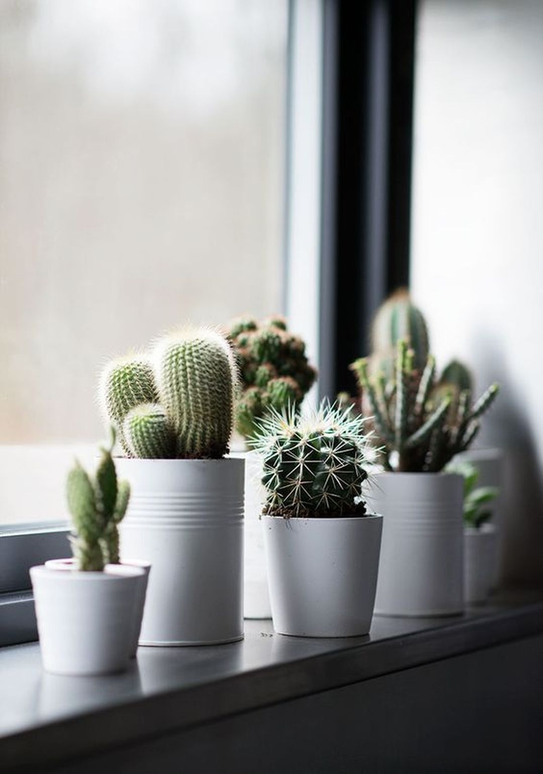48 Cute Small Cactus Ideas To Maximize Your Interior Design | ARA HOME