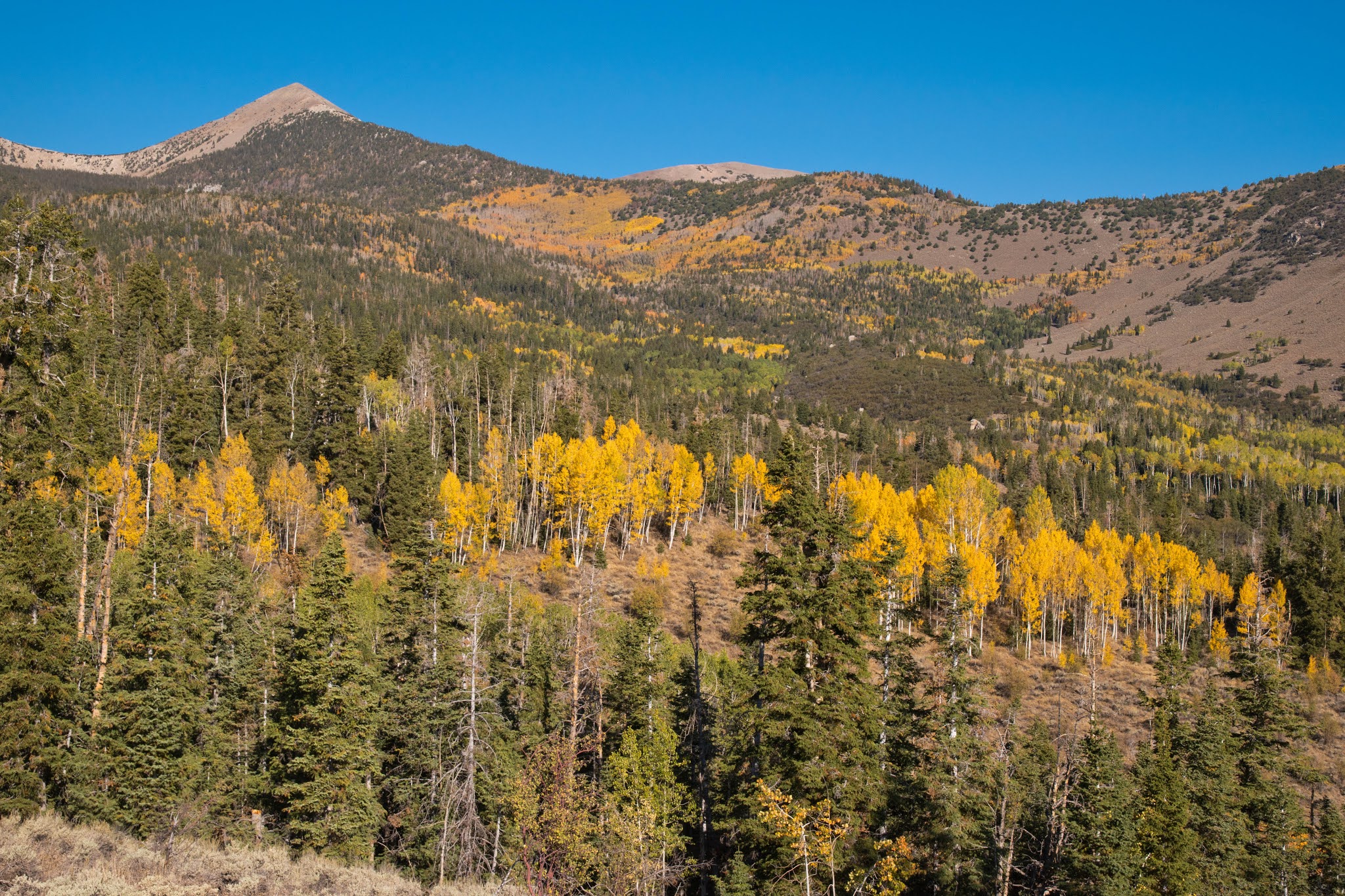 Hiking Shenandoah: Magic Grove Bristlecone Pines