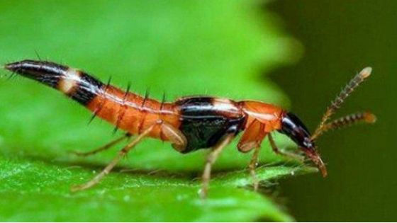 Mengenal Apa Itu Semut Charlie dan Tomcat - Dhdeinfo.com