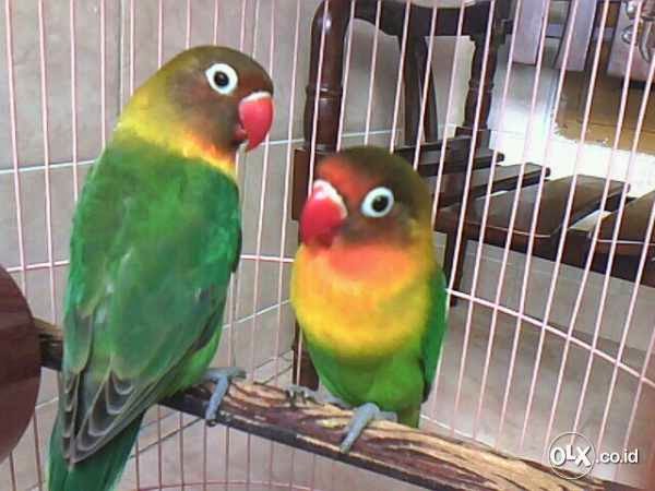 Jual Love bird Dakocan Hijau, Harga Murah aja | Burung 9