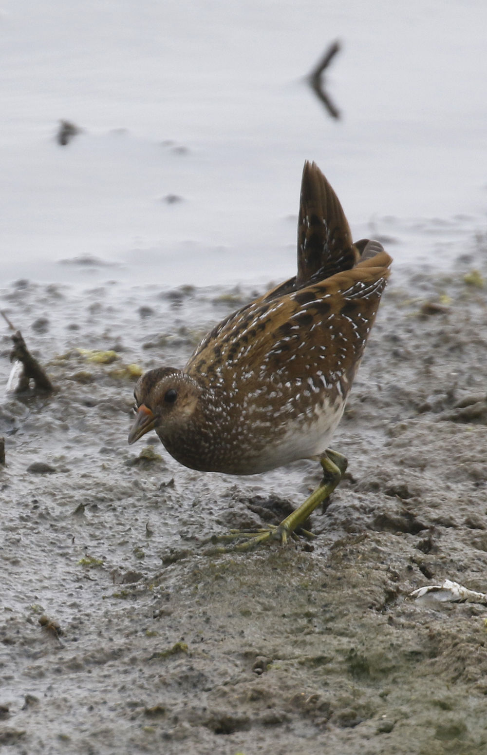 Black Audi Birding: A Spotted Crake at Gibralter Point NNR 13th August 2018