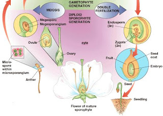 Penyerbukan dan Pembuahan | BIOLOGIPEDIA