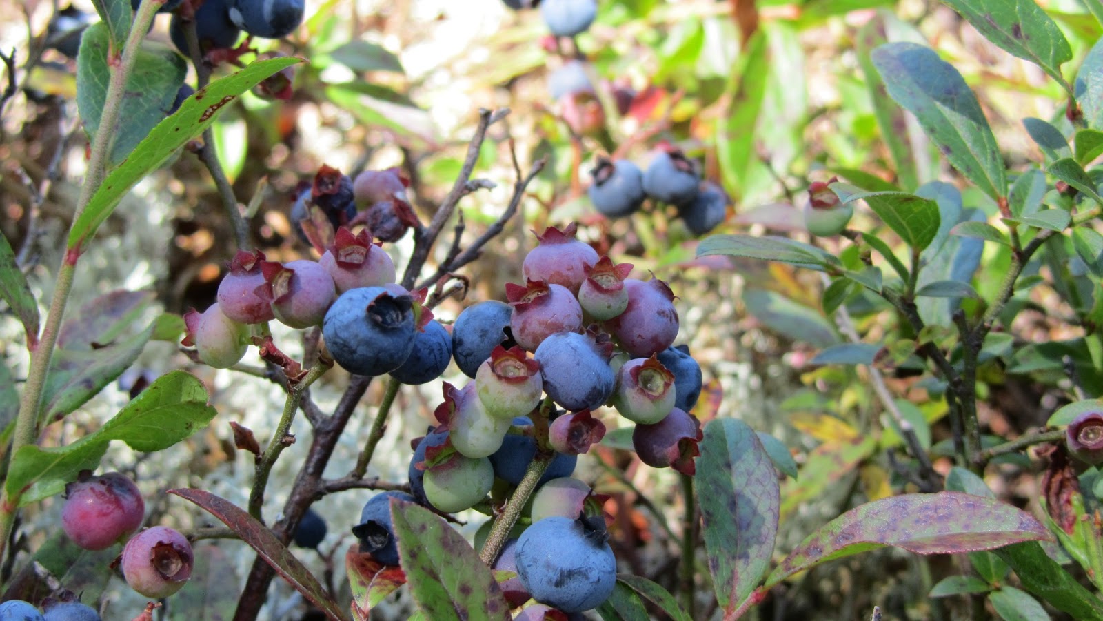 Tomcat's Outdoor Adventures: Moxie Bald Mountain Blueberry Feast