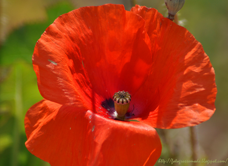 In linii mari: Poppies, Daisies and Cornflowers - Maci, Margarete si ...