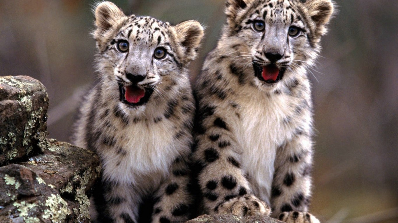 SNOW LEOPARD FACTS |The Garden of Eaden