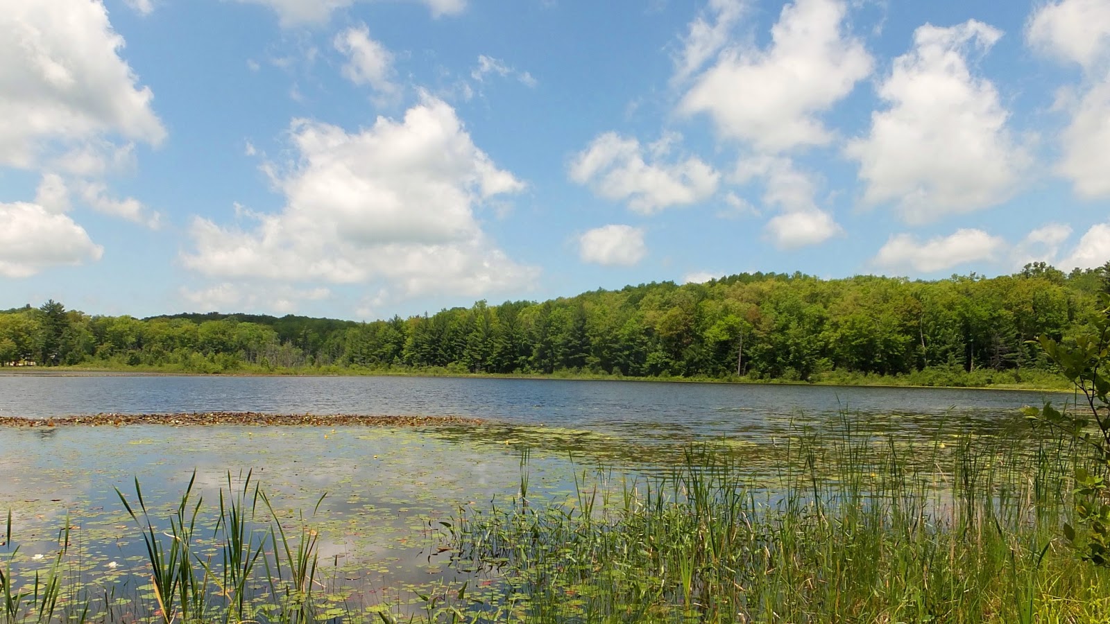 Plants Amaze Me: Silver Creek Pathway, Arboretum Trail, Flea Roast and ...