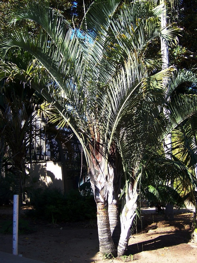 The 2 Minute Gardener: Photo - Triangle Palm (Dypsis decaryi)