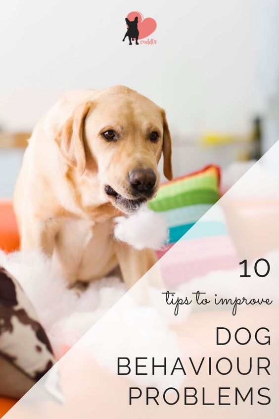 Lovely Dog: Dog Behaviour Problems: 10 Tips to Improve Your Dog's Attitude