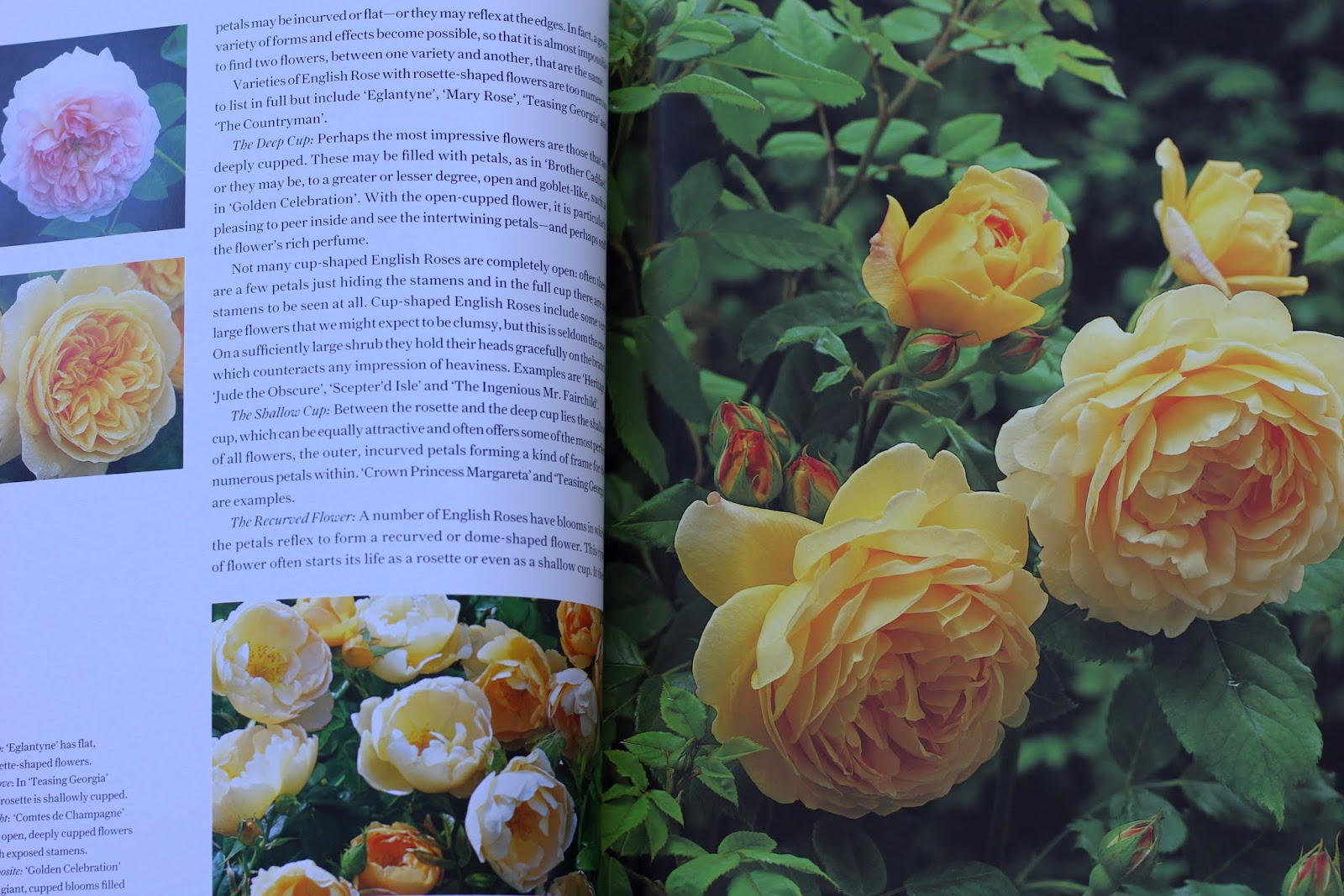 Aiken House & Gardens: David Austin English Roses