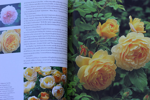 Aiken House & Gardens: David Austin English Roses