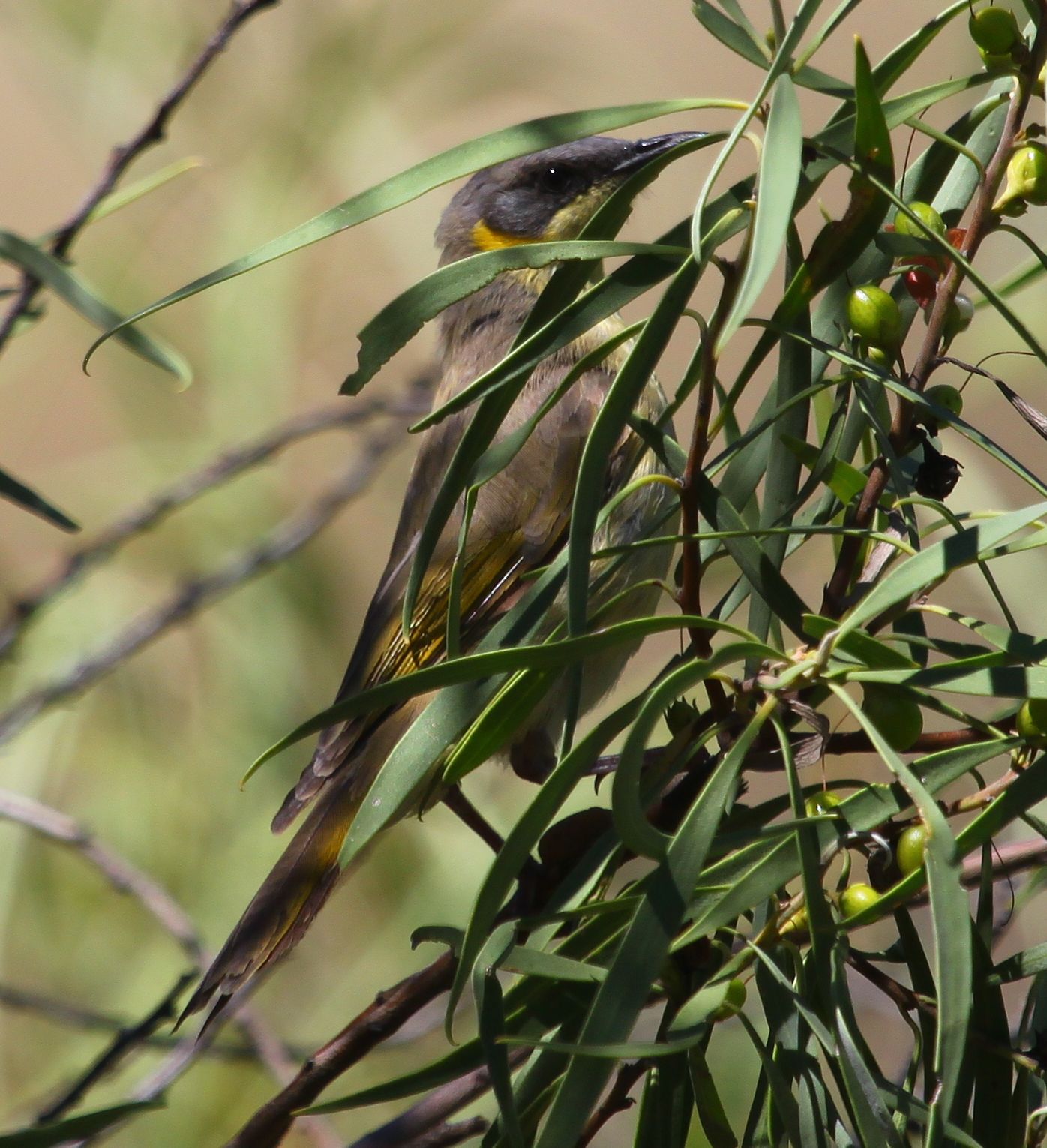 Richard Waring's Birds of Australia: Ross Highway birds