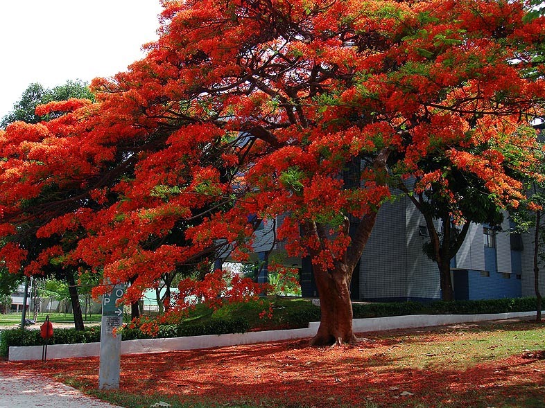 O CULTIVO A VIDA: Flamboyant – Delonix regia