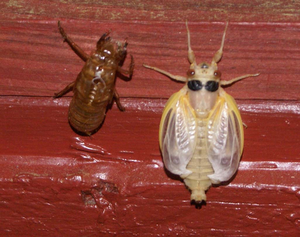 NATURING: HERE THEY COME - THE 17 YEAR CICADA