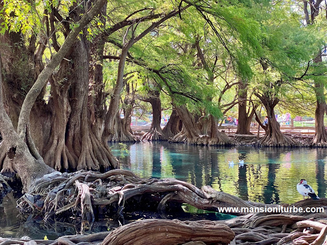 Lago de Camécuaro un Lugar Mágico en Michoacán