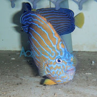 Marine Fish (AquaFishViet.com): Blueline Angelfish