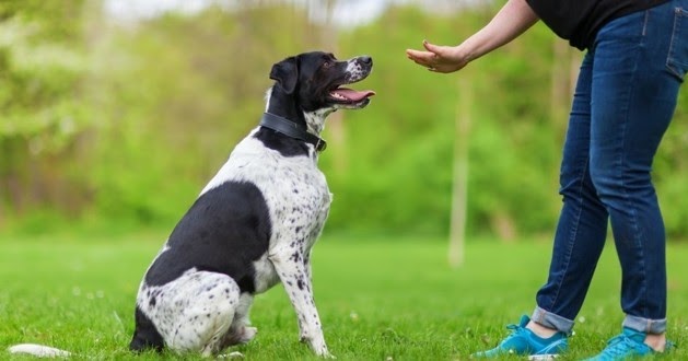 Guide de l'élevage de poules pondeuses : Comment bien dresser son chien Guide de l'élevage de poules pondeuses : Comment bien dresser son chien