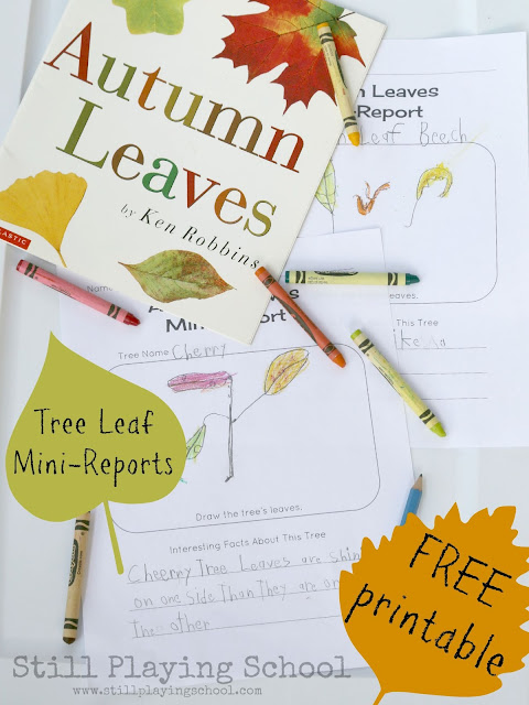 Autumn Leaves Drawings and Mini Reports | Still Playing School