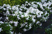 Gardenia cf. nitida | Pustaka Flora | Database Tanaman Landscape