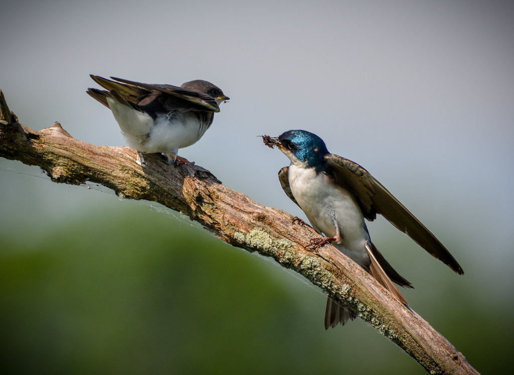 Shoreline Area News: For the Birds: The Swallows are back!