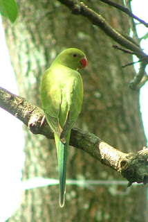Roshographs: The Maharagama Lake and Nature Around it