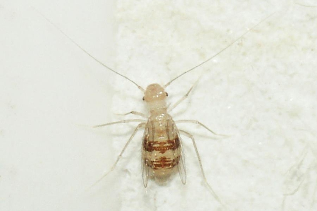 Psocoptera - Insectduniya|Entomology - Wikipedia