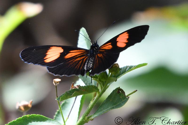 Michigan Hummingbird Guy: Peru Birding Trip Day 5 - July 12, 2018