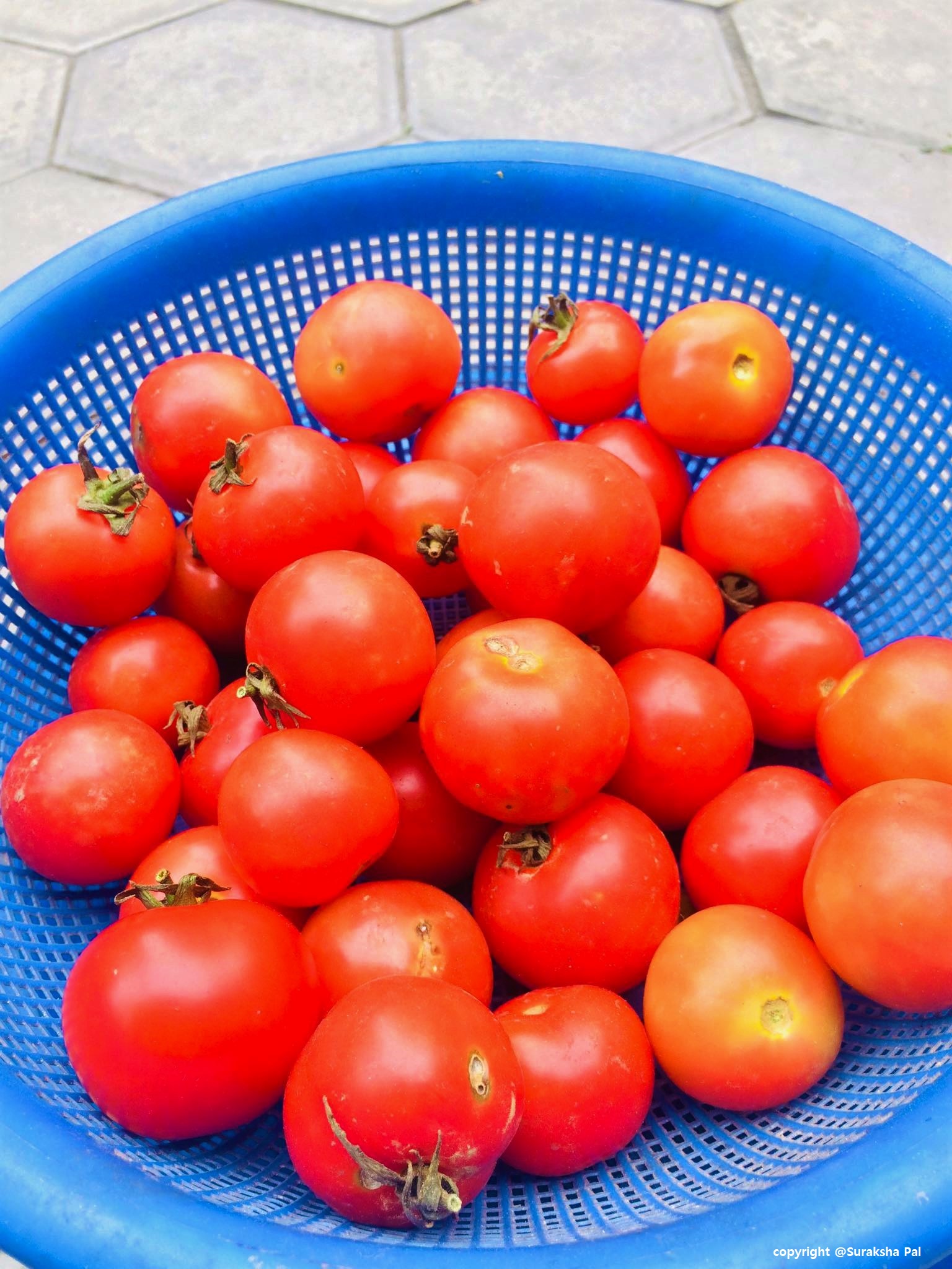 TOMATO |GOLVEDA : गोल्भेडा | |MOST POPULAR VEGETABLE IN 2020|