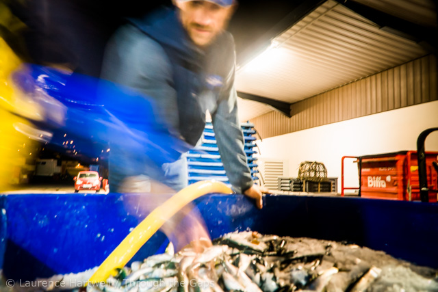 Through the Gaps! - Newlyn Fishing News: Sardine man Dan braves out ...