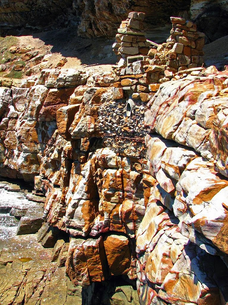 Cape Point Nature Reserve: Rooikrans II
