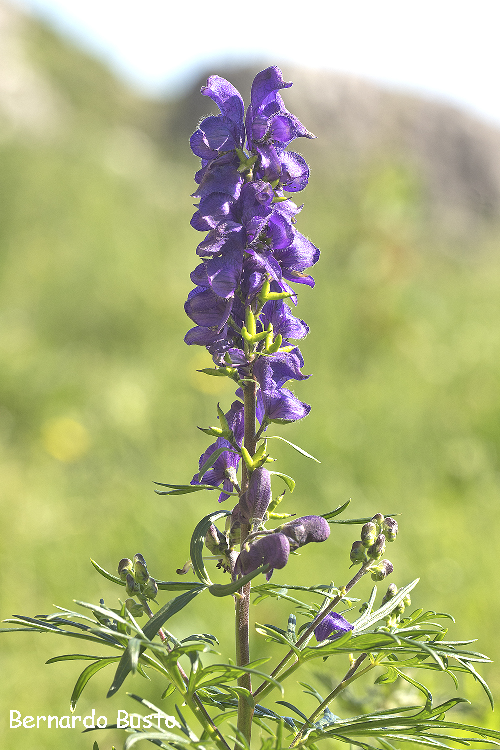 RÍA DE LA VILLA: Acónito común