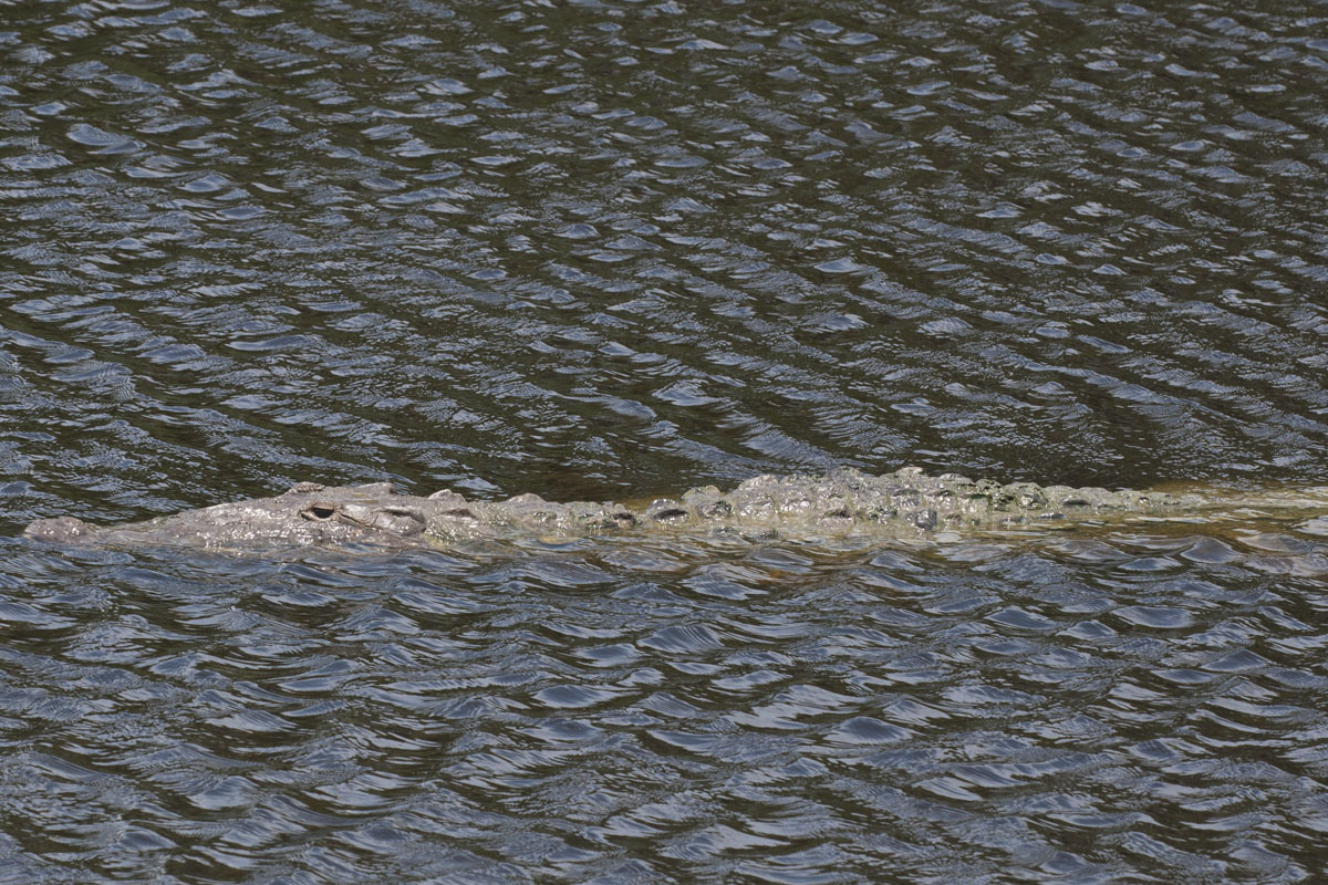 Yorkshire Field Herping and Wildlife Photography: Herping Southern ...